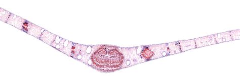 유 칼 리 나무 잎현미경 잘라 크로스 섹션 0명에 대한 스톡 사진 및 기타 이미지 0명 Stem 주제 건축물 Istock