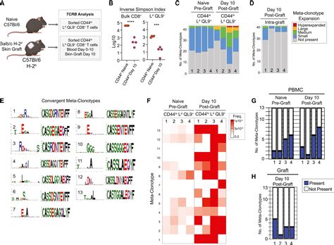 Transplantation Elicits A Clonally Diverse Cd8 T Cell Response That Is