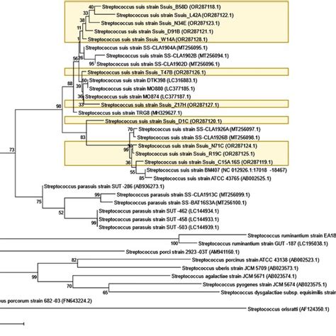 Geographical Distribution Of The Recovered Isolates Of Streptococcus