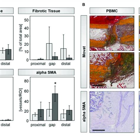 ALP Staining ALP Activity Collagen Secretion And ECM Mineralization