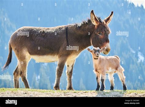 Domestic Donkey Equus Asinus Asinus Domestic Goat Capra Aegagrus