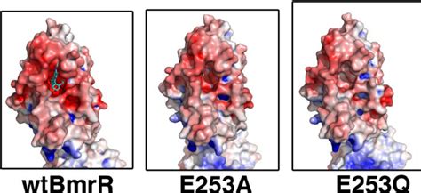Electrostatic Surface Representation Of Wild Type And Mutant Bmrr Drug Download Scientific