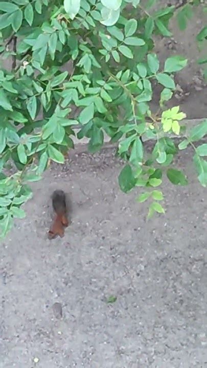 Сначало скидует 🐿️орешки с 🌳 потом собиирает в поисках их Youtube