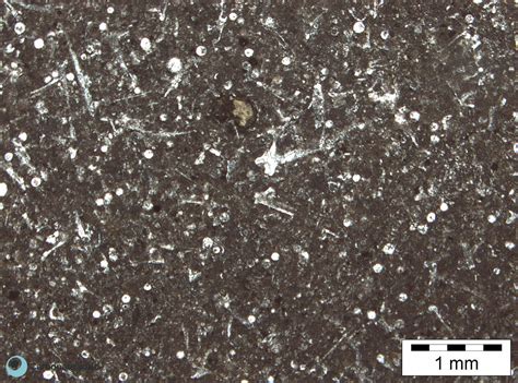 Wackestone Carbonateworld