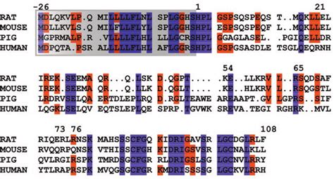 The Primary Structure Of Preprobnp In Four Mammals Download