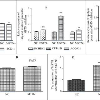 The Role Of MSTN In The Proliferation And Differentiation Of Skeletal Download Scientific