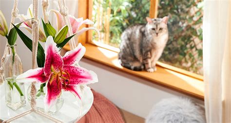 Which Plants Are Poisonous To Cats A Complete Guide Bechewy
