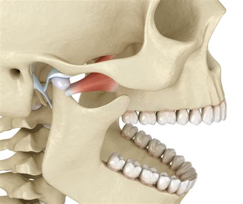 Tmj The Temporomandibular Joints Healthy Occlusion Anatomy Stock