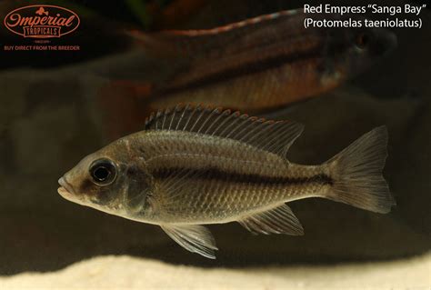 Red Empress Sanga Bay Protomelas Taeniolatus Sanga Bay Shop