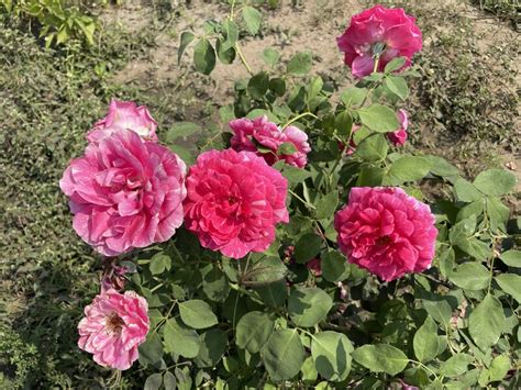 Biplab Dash On Linkedin Colourful Hacks