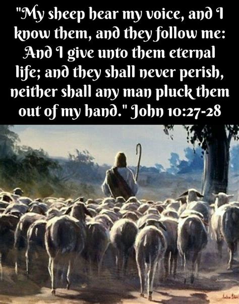 John 10 27 28 Kjv My Sheep Hear My Voice And I Know Them And They