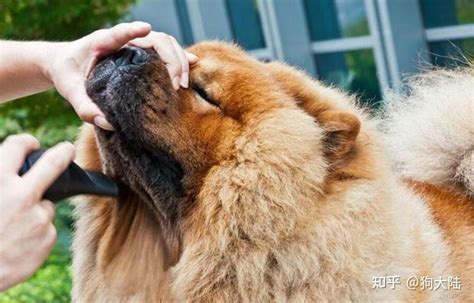 呆萌可爱的松狮犬为何没人养6大原因告诉你 知乎