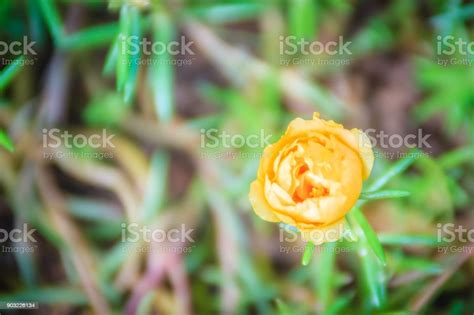 아름 다운 노란 Portulaca 올레라케아 꽃 또한 일반적인 쇠비름 Verdolaga 작은 Hogweed 빨간 루트 또는