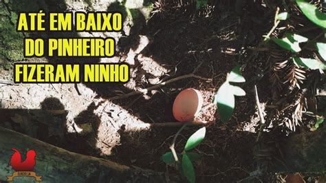 PROCURANDO NINHOS DAS GALINHAS NO MATO PARTE 02 YouTube
