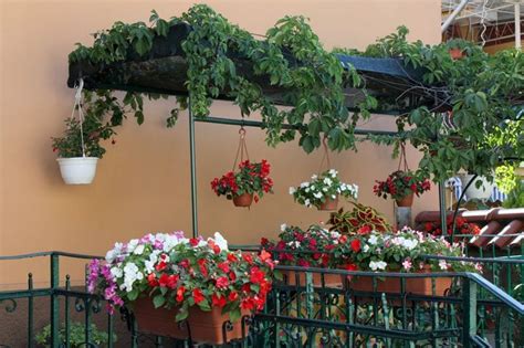 Cuáles son los mejores fertilizantes caseros para tus plantas