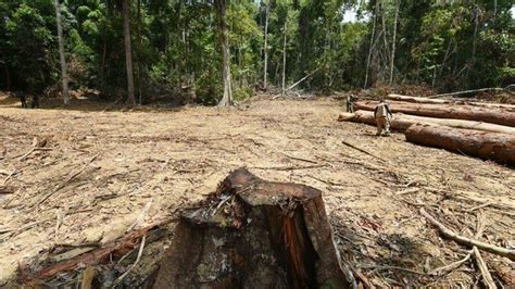 Amazonía Brasileña Sufre Nuevo Récord De Deforestación Fuser News
