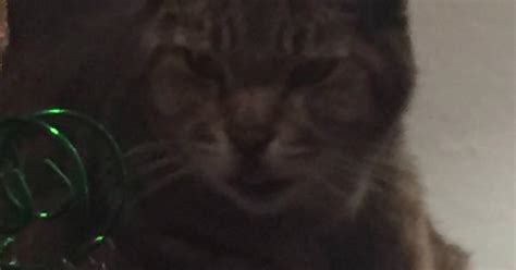 When The Catnip Kicks In Album On Imgur