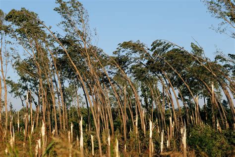 Free Picture Bending Tree Trunks In Forest By Hurricane Wind
