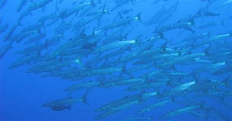 Adventures In Scuba Diving Part I Album On Imgur
