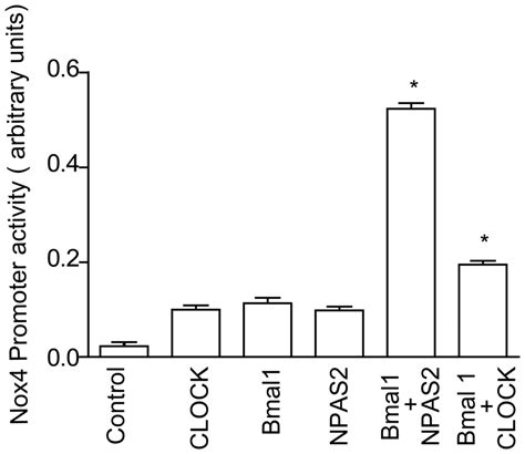 Nox4 Promoter Is Regulated By The Circadian Clock Human Nox4 Promoter
