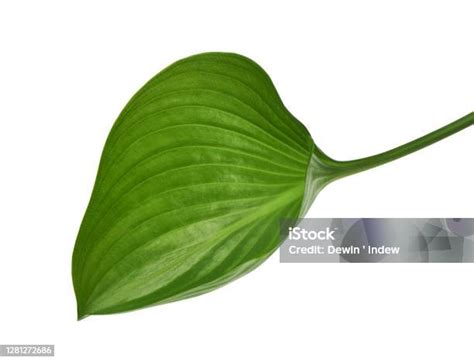 카드웰 백합 잎 흰색 배경에 고립 된 녹색 원형 잎 클리핑 경로 0명에 대한 스톡 사진 및 기타 이미지 0명 긴 나무