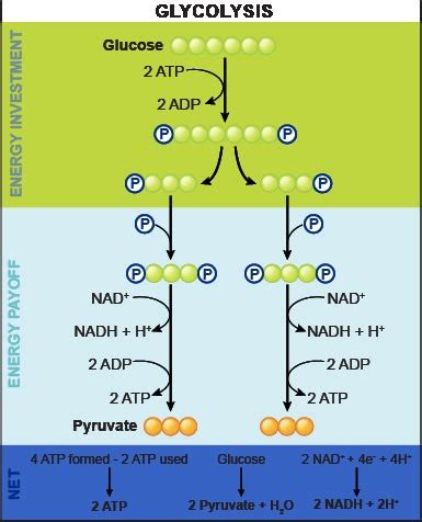 Glycolysis To Pyruvate