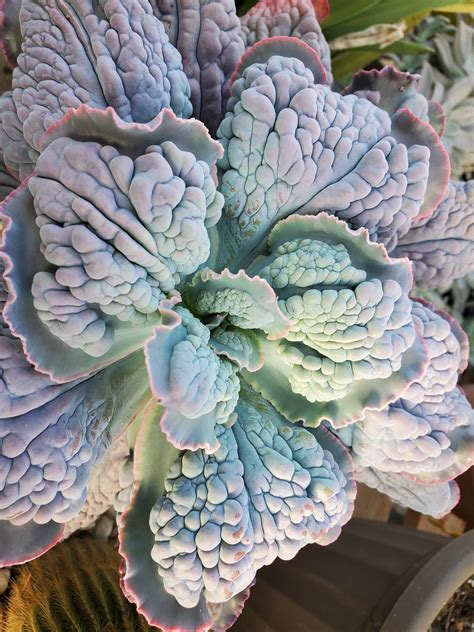 Some Kind Of Unlabeled Succulent Love The Color And Texture On This
