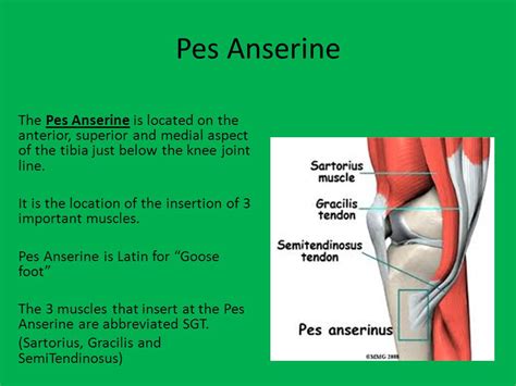 Pes Anserine Muscles Sentoo