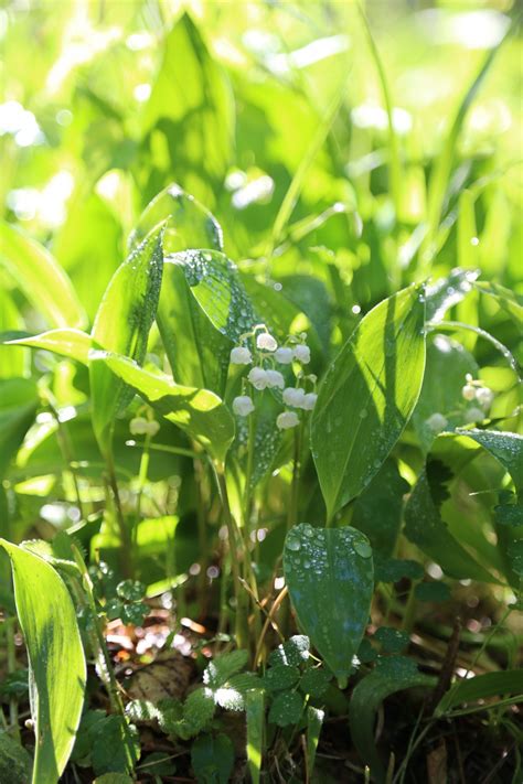 图片素材 厂 草坪 叶 绿色 生产 植物学 花园 植物群 花卉 跑 开花植物 山谷里的百合 陆地植物 日本百合的