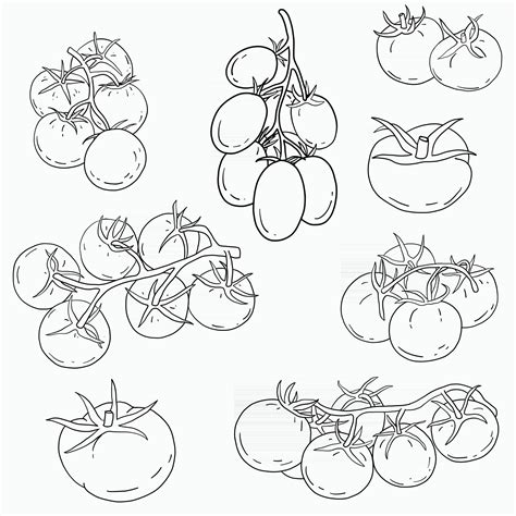Doodle Freehand Sketch Drawing Of Tomato Vegetable 2962127 Vector Art