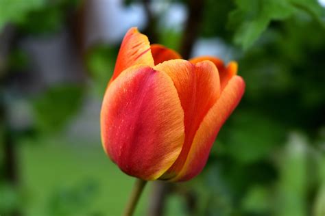 Tulpe Blume Blüte Kostenloses Foto auf Pixabay Pixabay