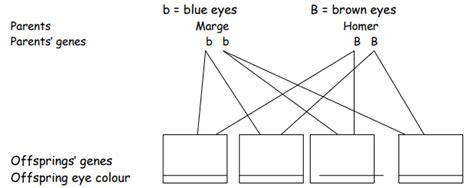 Diagram Of Biology Paper 2 Inheritance Variation And Evolution Quizlet