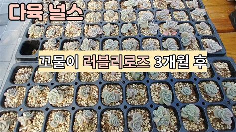 👩‍⚕다육 널스👩‍⚕의 🌹러블리로즈🌹 🍰잎꽂이 이야기☕️ 다육이 러블리로즈 Succulents Youtube