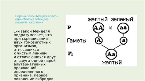 Генетика Законы Менделя презентация онлайн
