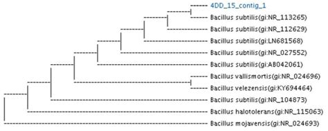 Phylogenetic Relationship Between The Bacillus Subtilis Strain And Its Download Scientific