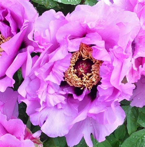 Angel Emily Sp Vestniksadovoda