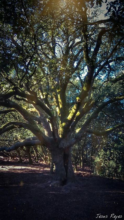 Alzina Del Vent Arbol Frondoso Arboles