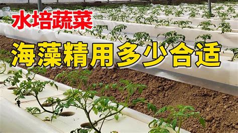 水培蔬菜，海藻精要用多少最好？农业专家：不低于这个数【付老师种植技术团队】 Youtube