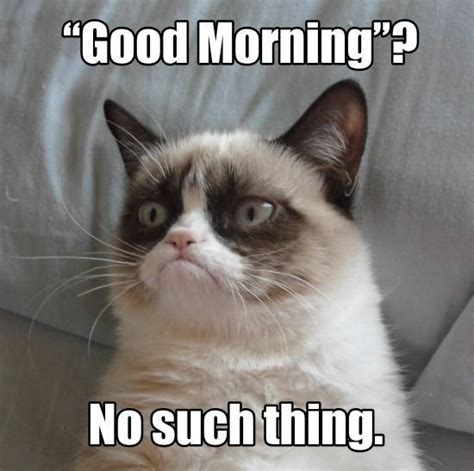 Cat Good Morning