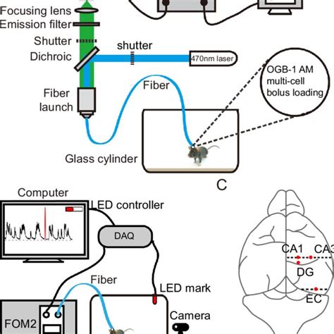 Fiber Photometry Setup A Schematic Diagram Of Calcium Signal