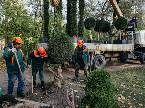Деревья и кусты с Исаакиевской площади пересадили в городские парки