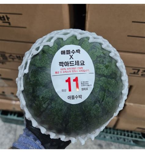고당도 미니 꿀수박 고창 애플수박 제철 여름과일 티몬