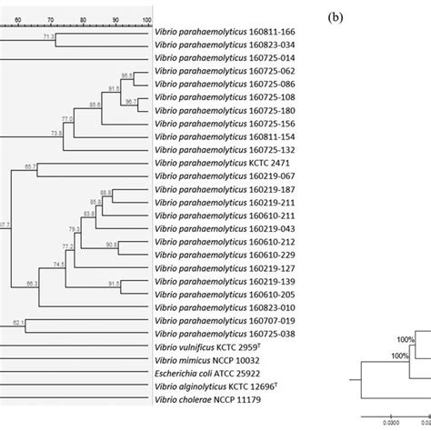 Unweighted Pair Group Method With Arithmetic Mean Upgma Phylogenetic