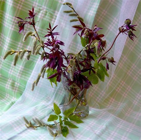 Верба расцвела... Обсуждение на LiveInternet - Российский Сервис Онлайн ...