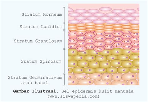 Detail Gambar Lapisan Epidermis Koleksi Nomer 2