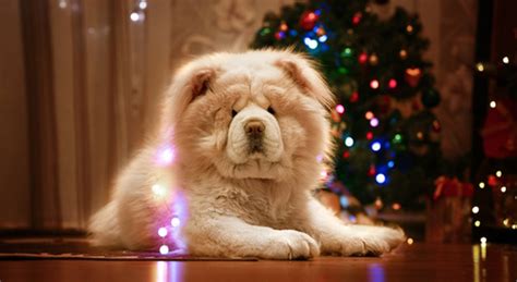 معرفی نژاد سگ چاو چاو نقد، بررسی و مقایسه ویژگی ها پت بان