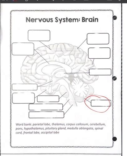 Nervous System Brain Flashcards Quizlet
