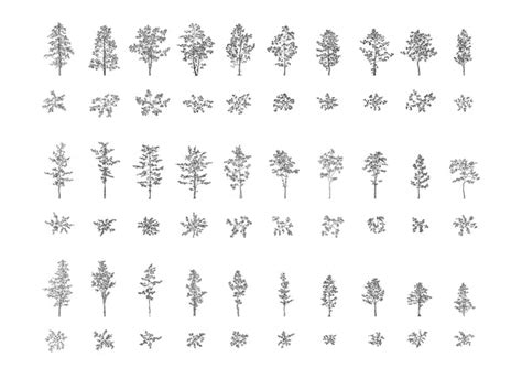 Trees And Pine Trees Dwg Cad Blocks In Plan And Elevation 90 Pieces Cadnature