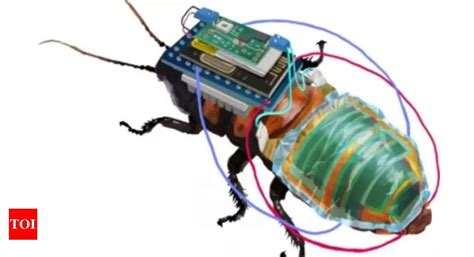Scientists Create Cyborg Cockroaches Controlled By Solar Powered