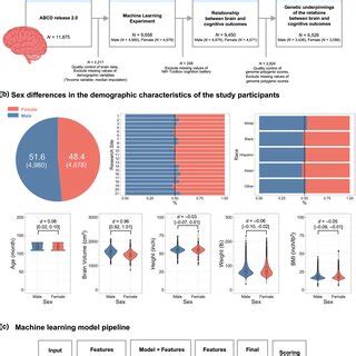 Structural Equation Modeling Of Tripartite Relationships Cognitive Download Scientific Diagram